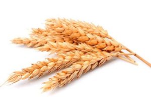 Inicio - PIASA | Proveedora de Insumos Agropecuarios, S.A. de C.V.